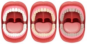 Anatomia da Boca e Dentes: o que você precisa saber!