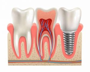 Anatomia da Boca e Dentes: o que você precisa saber!